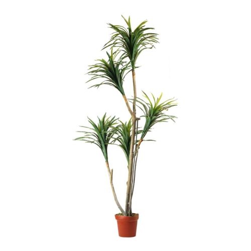 Yucca Multi Troncs - Floralies