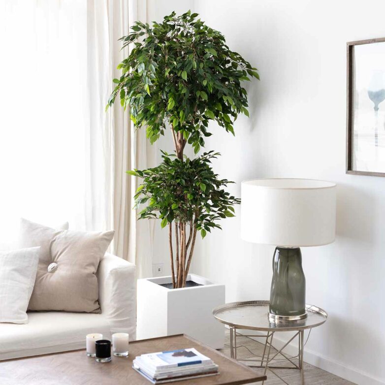 Ficus Tropical - Floralies