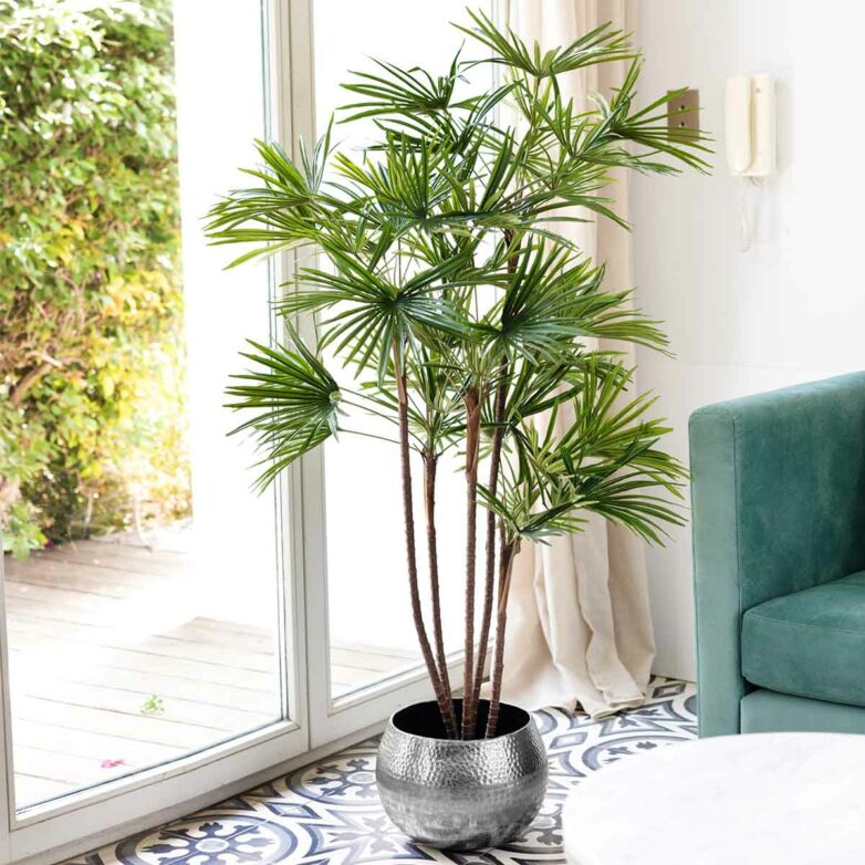 Fan Tree - Floralies