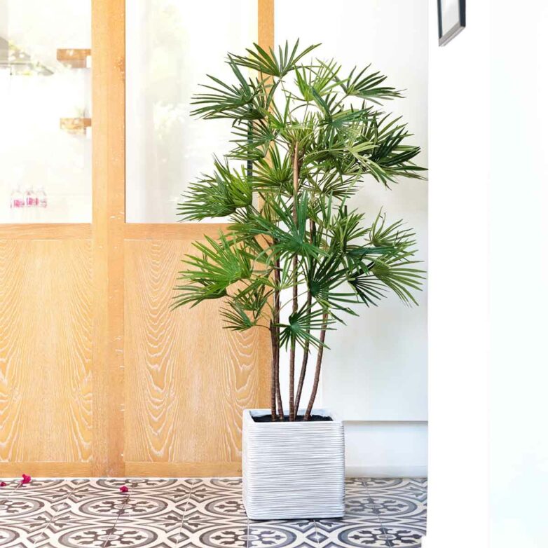 Fan Tree - Floralies