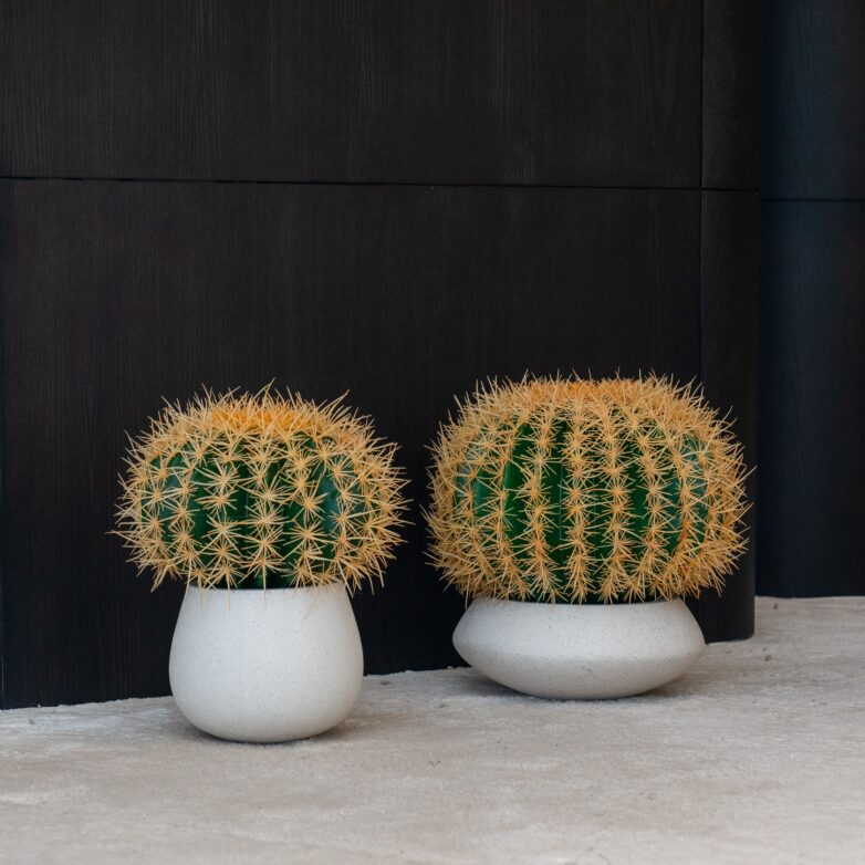Golden Barrel Cactus H 20cm / H 30cm - Floralies